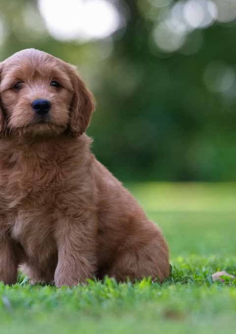 Mini Goldendoodles/Petite Goldendoodle Puppies in Indiana & Chicago, IL ...