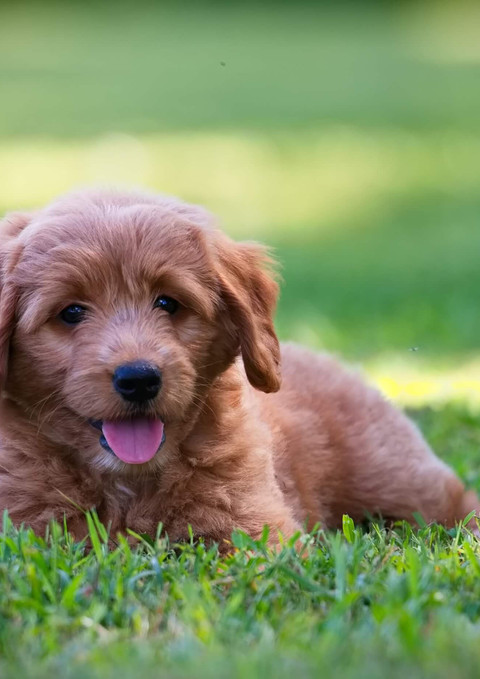Mini Goldendoodles/Petite Goldendoodle Puppies in Indiana & Chicago, IL ...