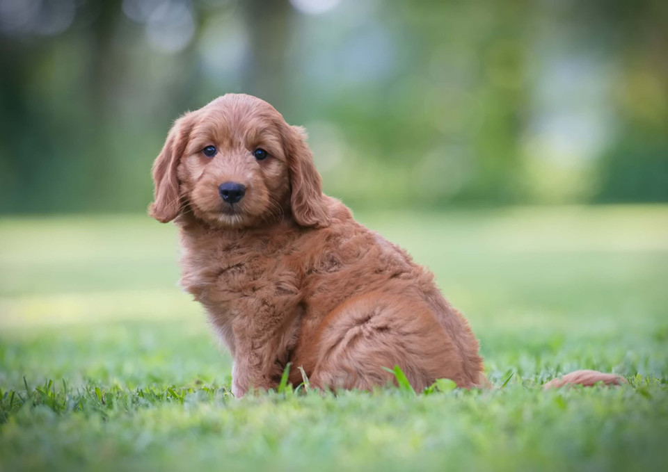 Mini Goldendoodles/Petite Goldendoodle Puppies in Indiana & Chicago, IL ...