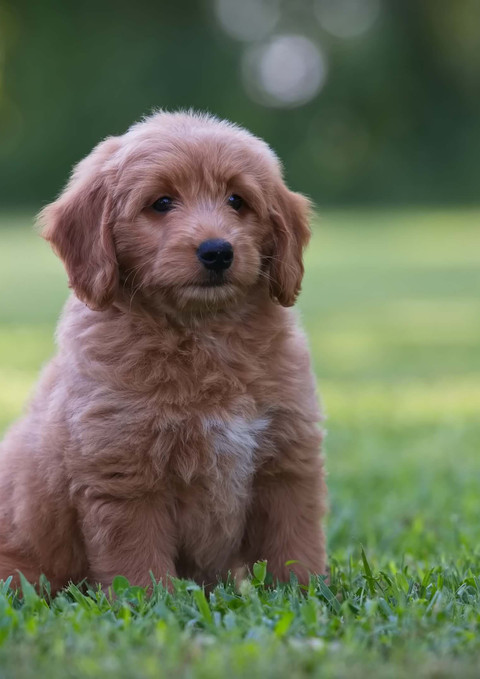 Mini Goldendoodles/Petite Goldendoodle Puppies in Indiana & Chicago, IL ...
