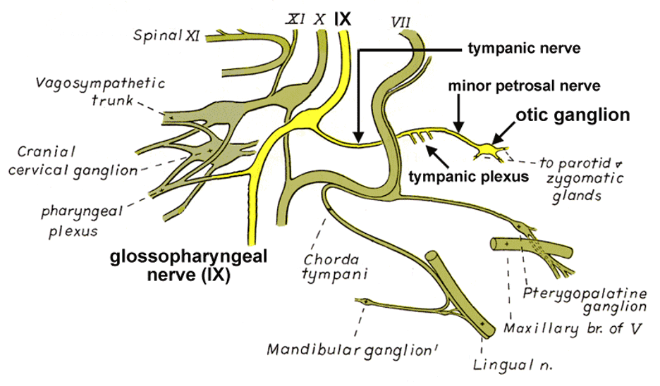 Exploring the Connection Between Tinnitus and the Neck and Jaw: How to ...