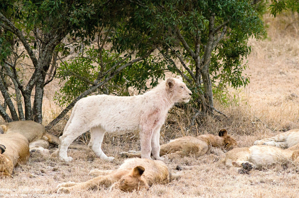 The White Lions of Timbavati a wonder in the wild and a hope to ...