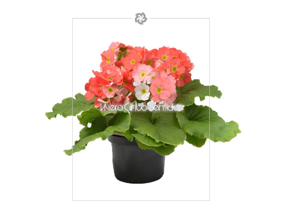 Plantas de Interior | viverocincosentidos