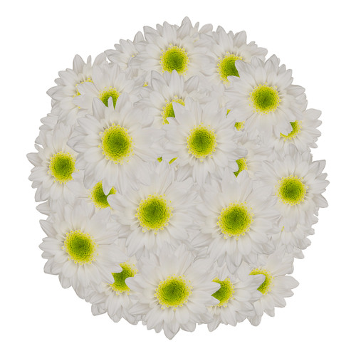 White Daisy Atlantis | Distribuidora Vargas