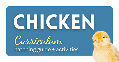 Hatching Curriculum & Guide: CHICKEN | Hatching At Home