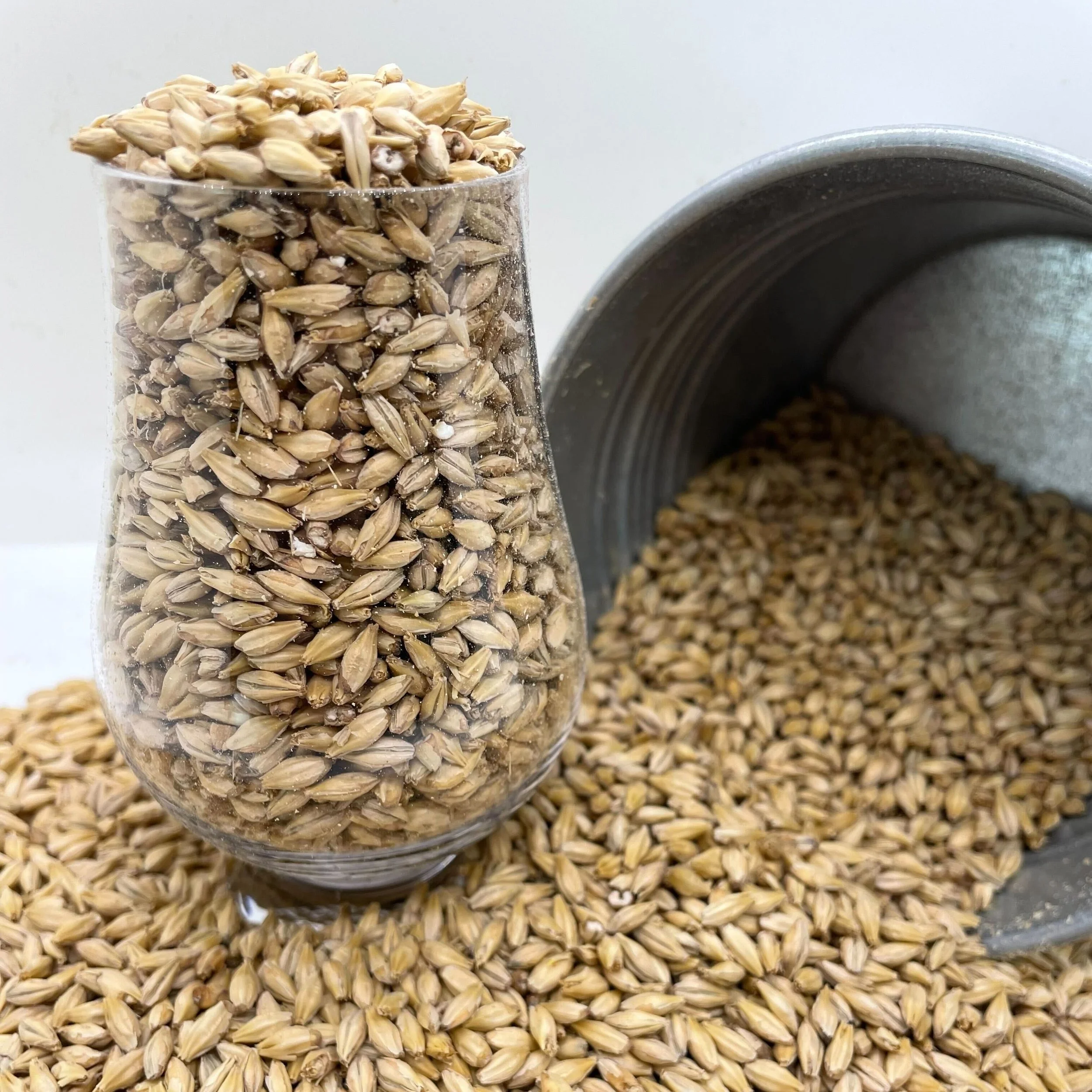 Malt of the Month: Pilsner