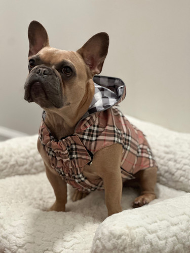 Fashionable & Trendy | The Lux Paw