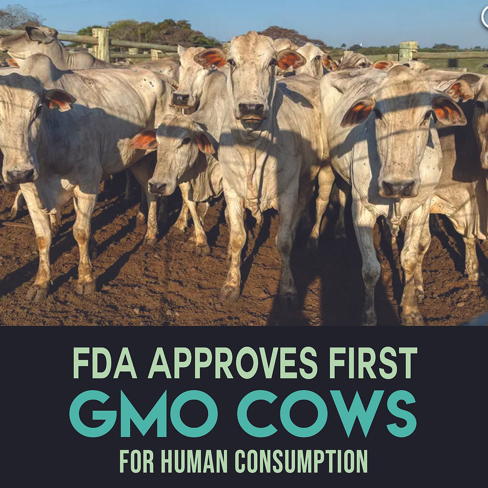 FDA Approves the First Ever Genetically Modified Cow