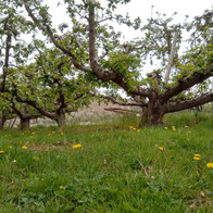 Fruit | Kelley Orchards | Idaho