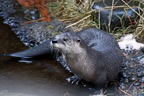 Animal Magic: The Otter