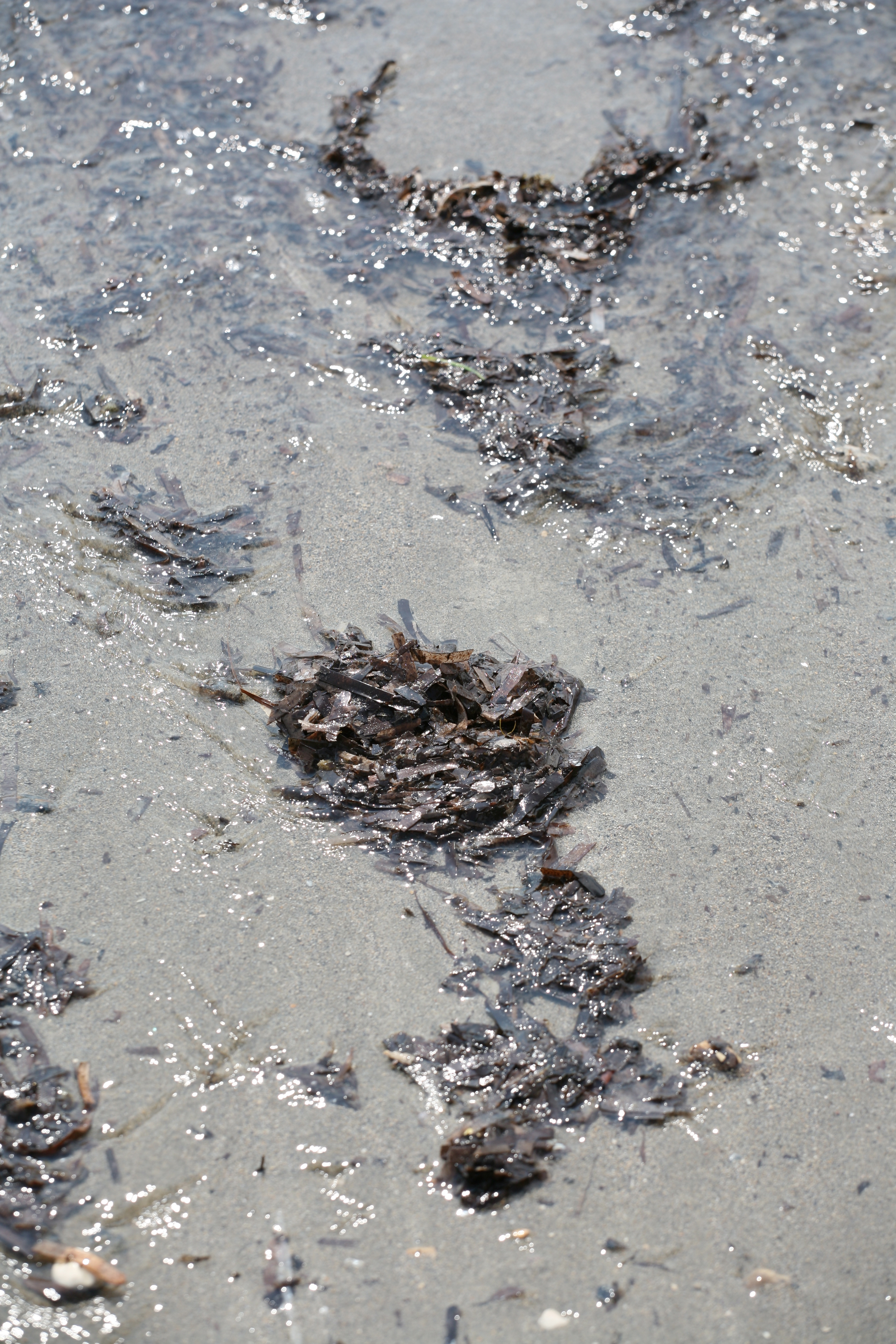 Posidonia seagrass organic compost | Compost Ηellas