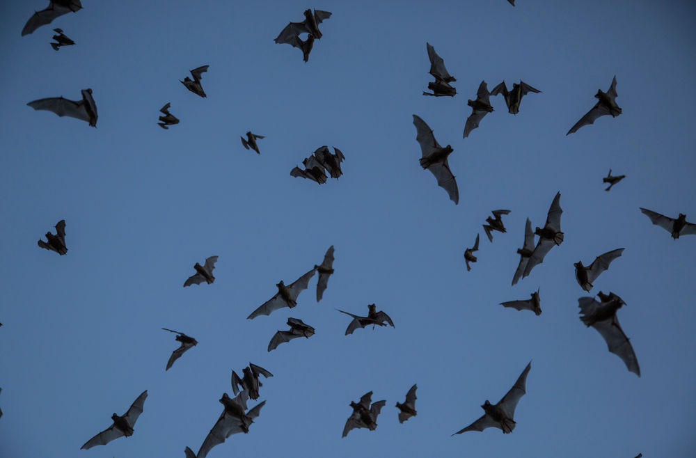 Project Updates & Posters | PacWest Bat Hub