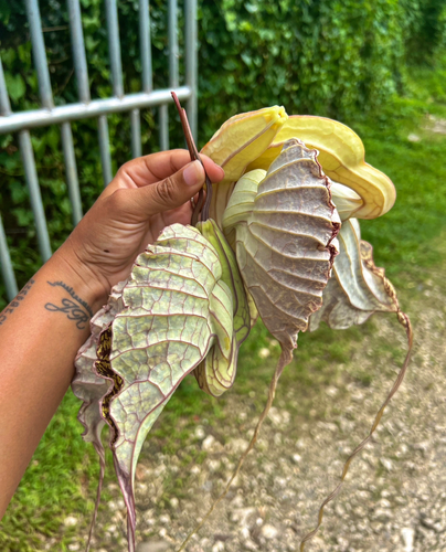 Jamaican Duck Flower - Powerful Mucus Detox | Majestica's