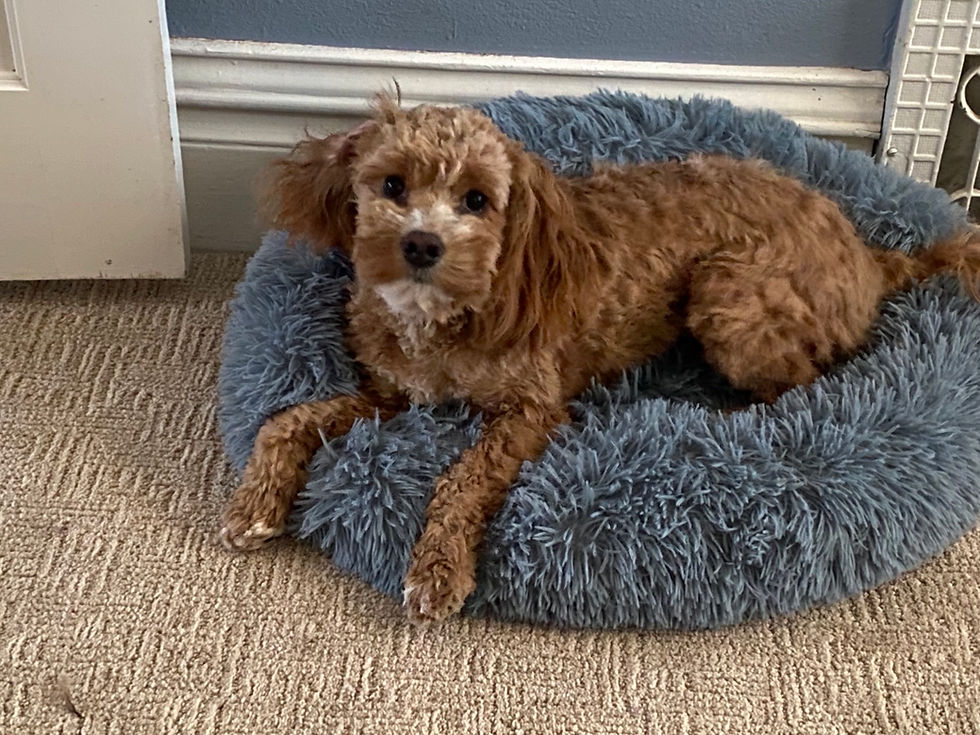 Cocker Doodles | Lucky Pup Meadows