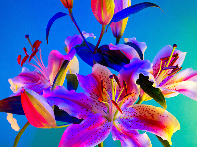 Neon Flowers