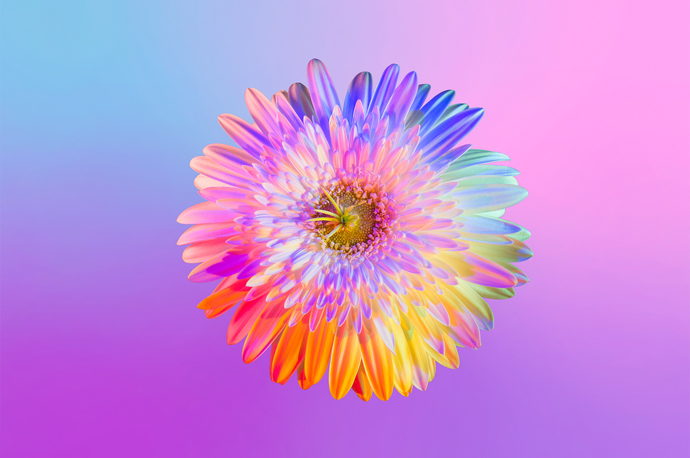 Neon Flowers