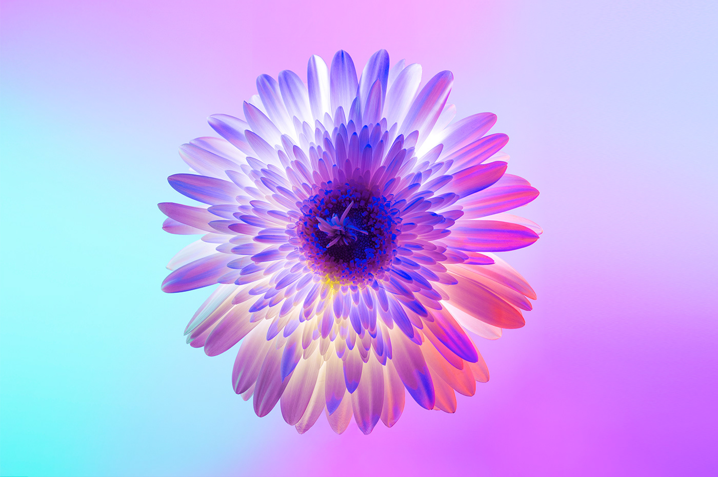 Neon Flowers