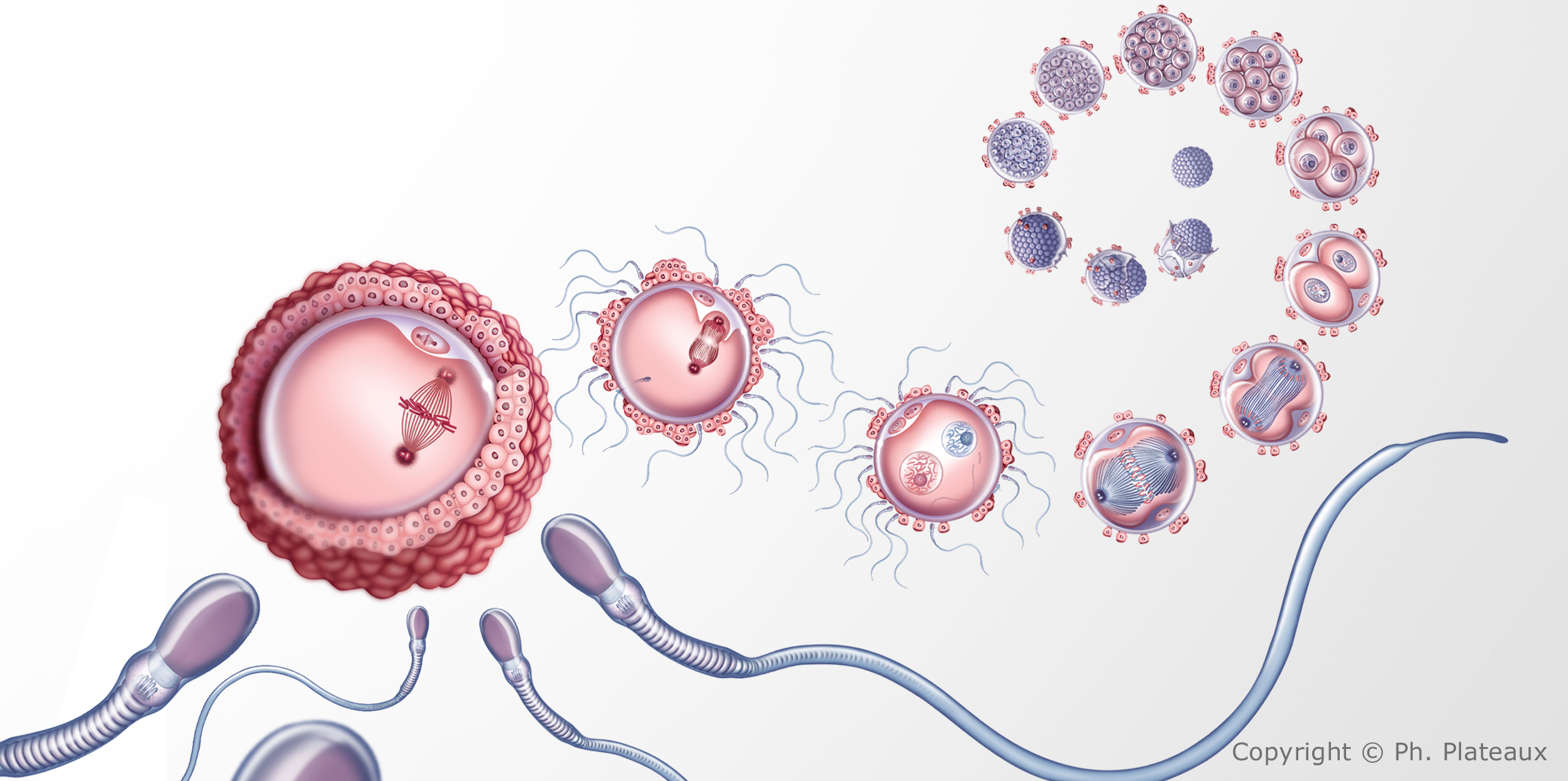 Illustration Médicale et Scientifique | Embryologie