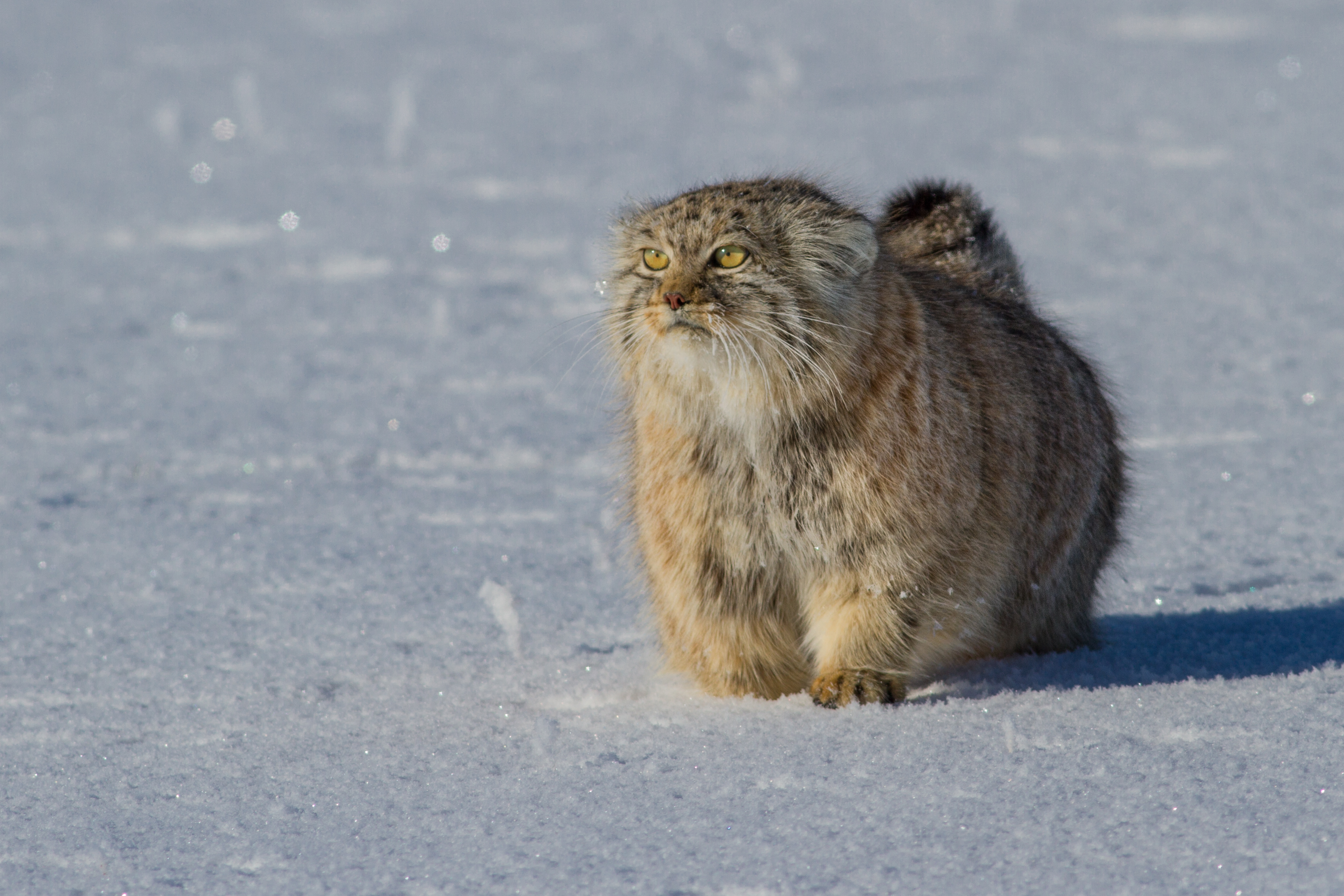 Wildlife | Steppe Wildlife | Mongolia