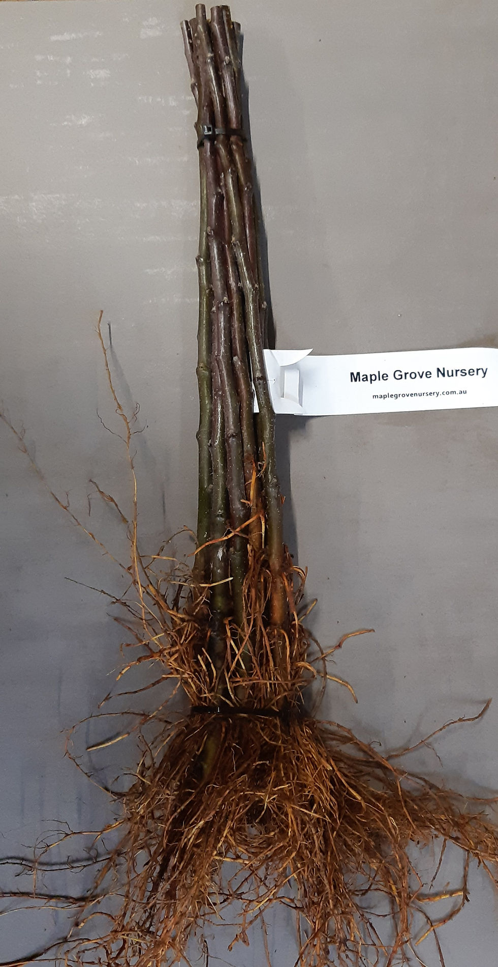 Apple Rootstock | Maple Grove Nursery