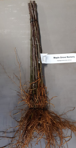 MM106 Apple Rootstock Semi-dwarfing