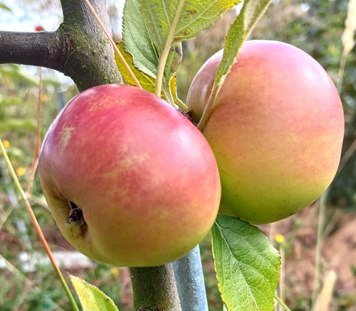 Northern Spy Scion | Maple Grove Nurseryhttps://static.wixstatic.com ...