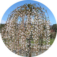 Falling Snow - Weeping Cherry | Maple Grove Nursery