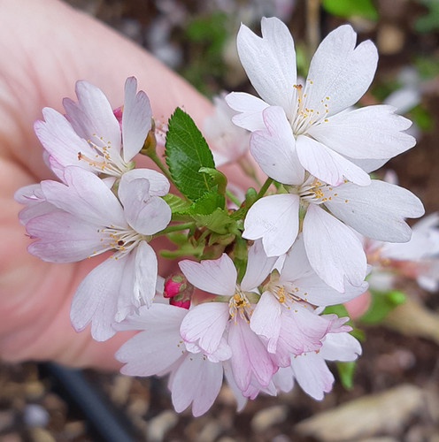 Autumnalis pendula - Weeping Standard | Maple Grove Nurseryhttps ...