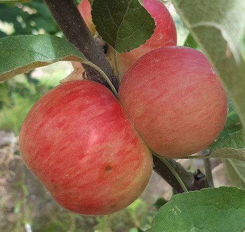 Akané Scion | Maple Grove Nurseryhttps://static.wixstatic.com/media ...