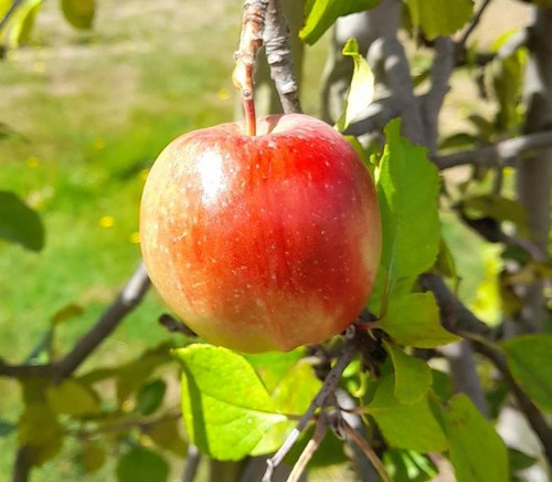 Fuji | Maple Grove Nursery