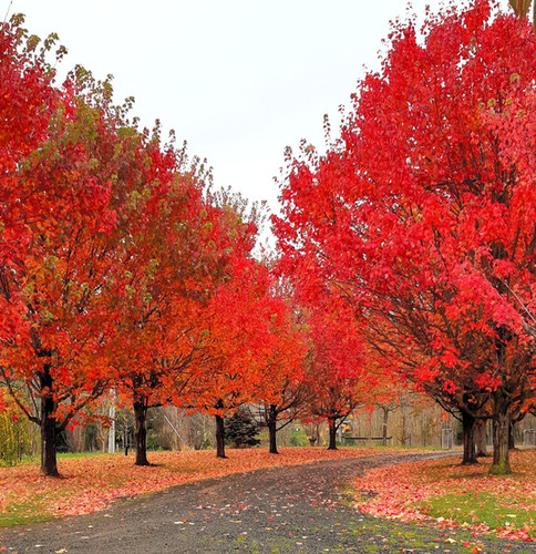Acer rubrum 'Autumn Red' | Maple Grove Nurseryhttps://static.wixstatic ...