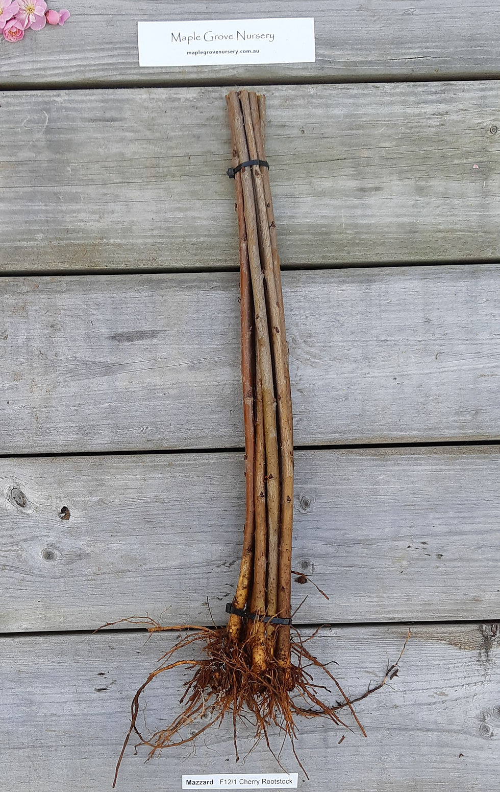 Cherry Rootstock | Maple Grove Nursery