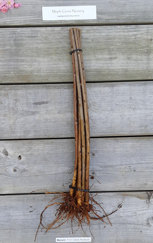 Mazzard F12/1 Cherry Rootstock - Vigorous
