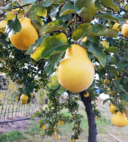 Rosie's Favourite Quince Tree | Maple Grove Nurseryhttps://static ...
