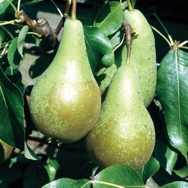 Conference Tree | Maple Grove Nurseryhttps://static.wixstatic.com/media ...