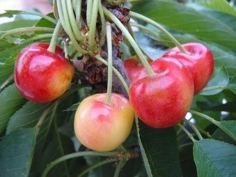 Napoleon | Maple Grove Nursery https://static.wixstatic.com/media ...