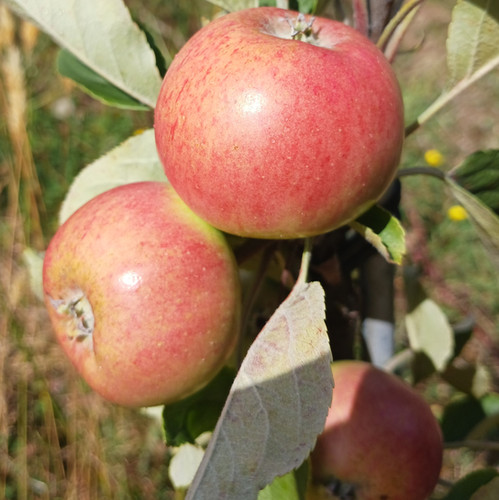 Brown’s Apple | Maple Grove Nurseryhttps://static.wixstatic.com/media ...