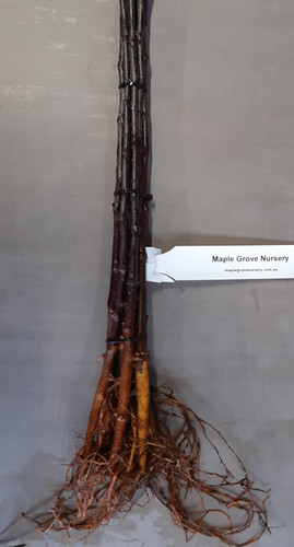 B9 Apple Rootstock - Dwarfing