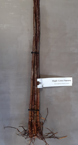 St Julian A - Multi-prunus Rootstock Semi-dwarfing