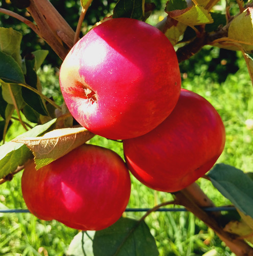 Stoke Red Scion | Maple Grove Nurseryhttps://static.wixstatic.com/media ...