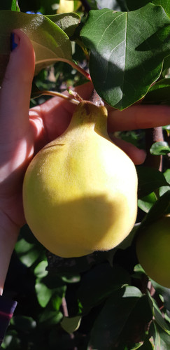 Smyrna Quince Tree | Maple Grove Nurseryhttps://static.wixstatic.com ...