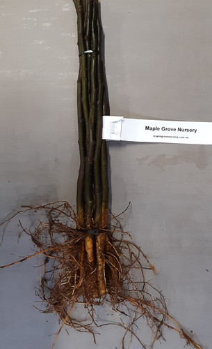 Quince C Rootstock - Dwarfing | Maple Grove Nurseryhttps://static ...