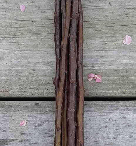 M26 Interstem | Maple Grove Nurseryhttps://static.wixstatic.com/media ...