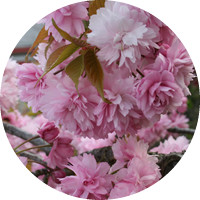 Pink Perfection | Maple Grove Nurseryhttps://static.wixstatic.com/media ...