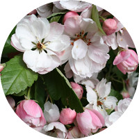 Ioensis Plena | Maple Grove Nurseryhttps://static.wixstatic.com/media ...