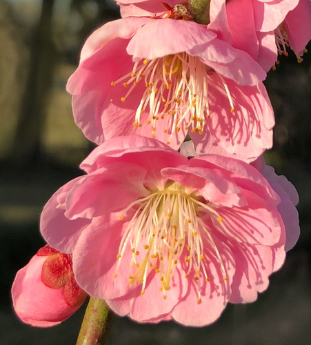 Mume Pendula - Weeping Apricot | Maple Grove Nurseryhttps://static ...