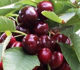 Simone | Maple Grove Nurseryhttps://static.wixstatic.com/media/db20eb ...