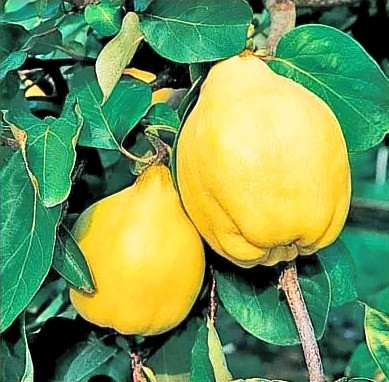 Pineapple Quince Tree | Maple Grove Nurseryhttps://static.wixstatic.com ...