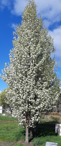 Capital Pear | Maple Grove Nurseryhttps://static.wixstatic.com/media ...