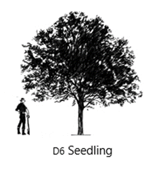 Pear Rootstock | Maple Grove Nursery